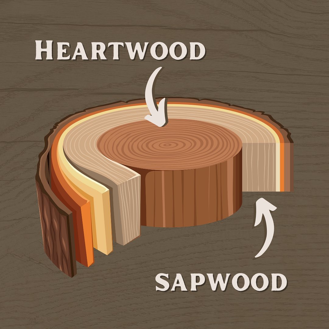 Sapwood vs. Heartwood – Copper Knoll Farms