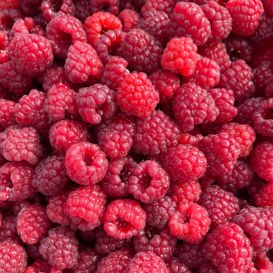 Bare Root Raspberry Plants Now Available – Copper Knoll Farms